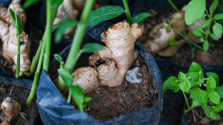 10 Secrets For Planting Ginger In Pots For Endless Harvests