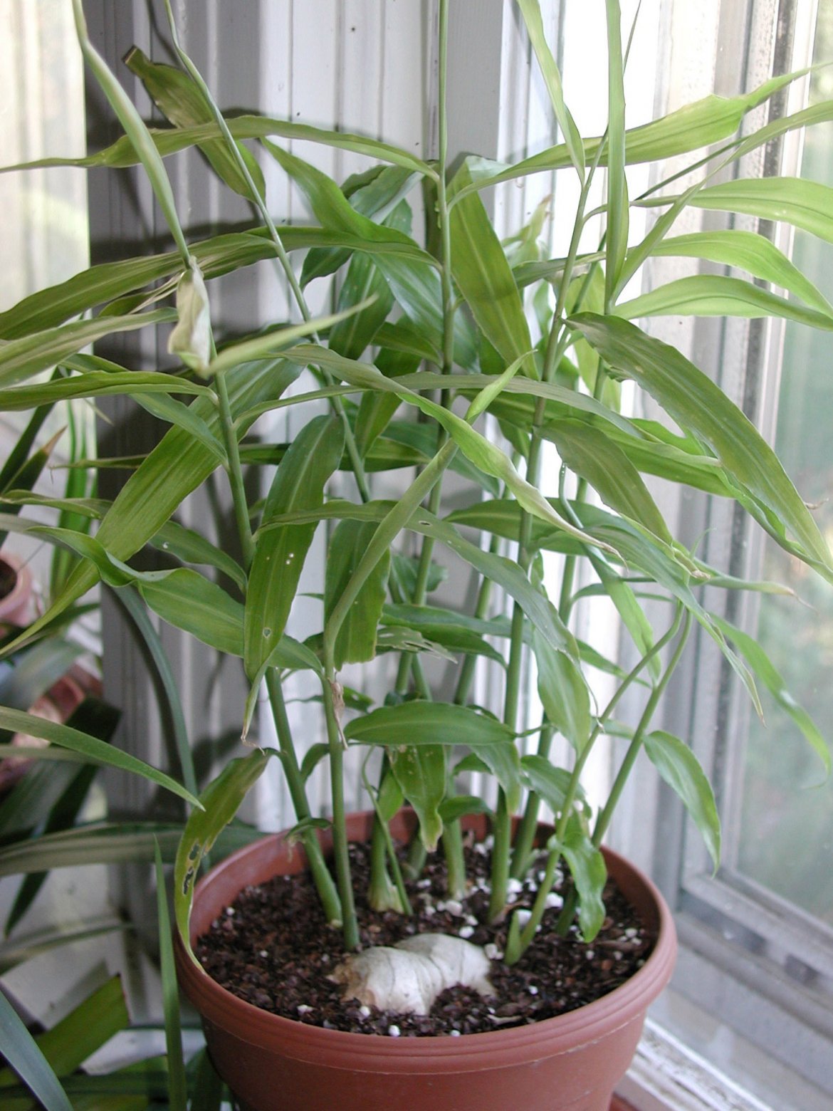 10 Secrets For Planting Ginger In Pots For Endless Harvests
