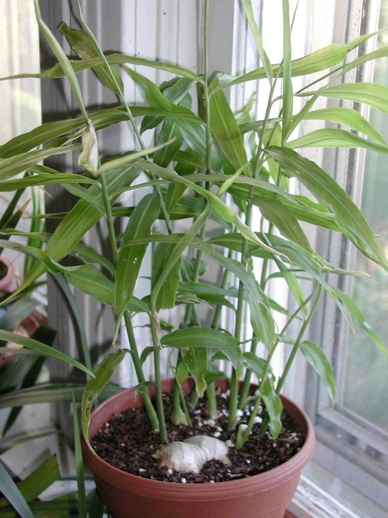 10 Secrets For Planting Ginger In Pots For Endless Harvests