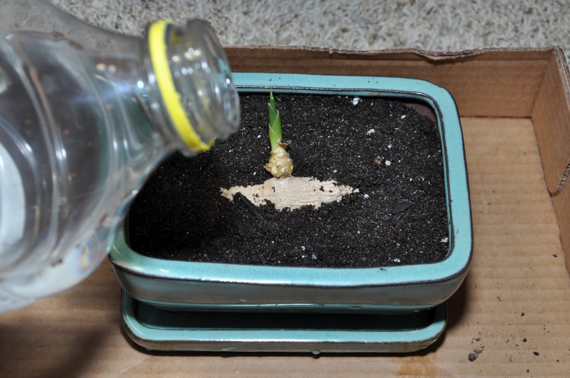 10 Secrets For Planting Ginger In Pots For Endless Harvests