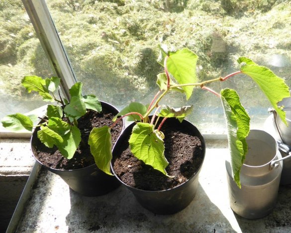 10 Guided Steps To Successfully Grow Kiwi In A Pot