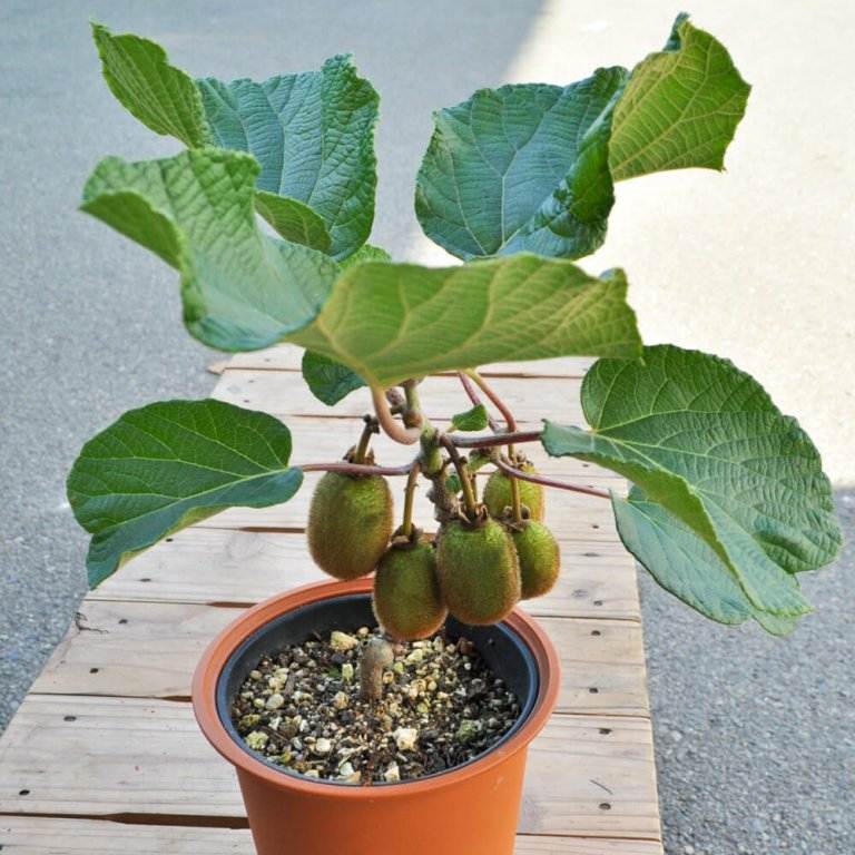 10 Guided Steps To Successfully Grow Kiwi In A Pot