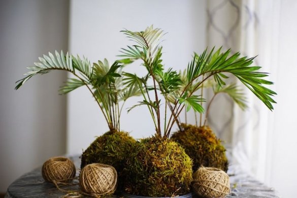 How To Make A Kokedama: A Step-by-Step Guide To The Japanese Art of ...