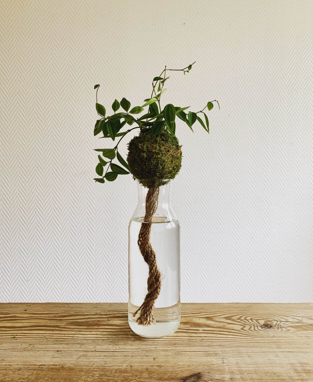 How To Make A Kokedama: A Step-by-Step Guide To The Japanese Art of ...