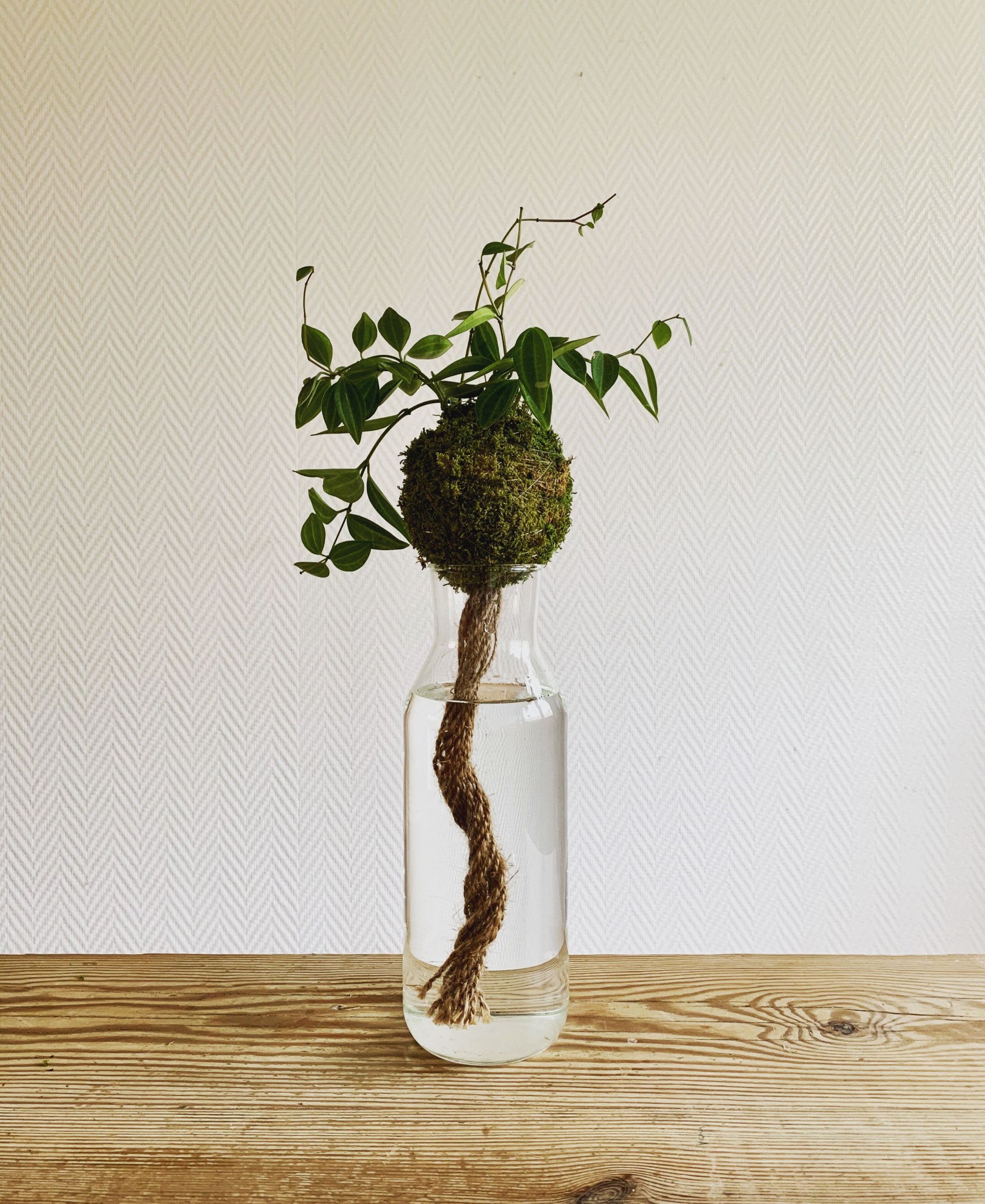 How To Make A Kokedama: A Step-by-Step Guide To The Japanese Art of ...
