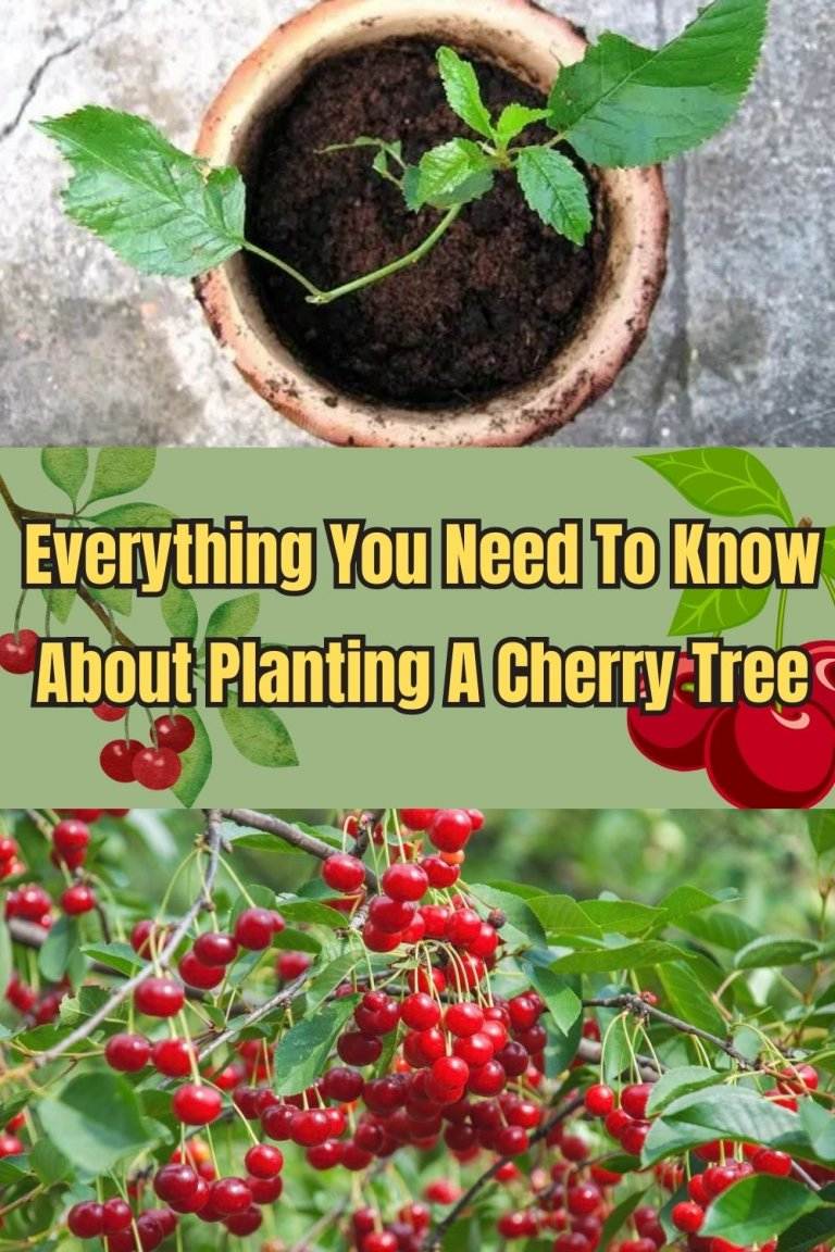 Everything You Need To Know About Planting A Cherry Tree