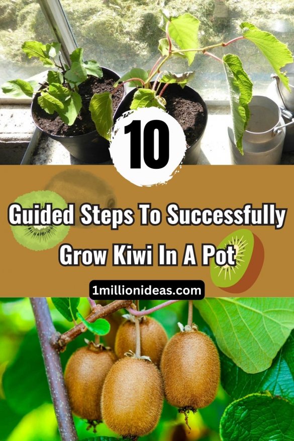 10 Guided Steps To Successfully Grow Kiwi In A Pot