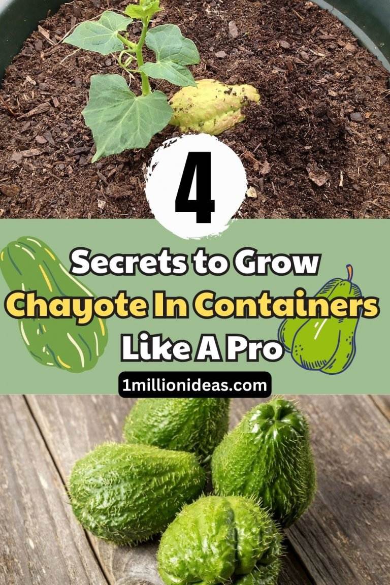 4 Secrets To Grow Chayote In Containers Like A Pro