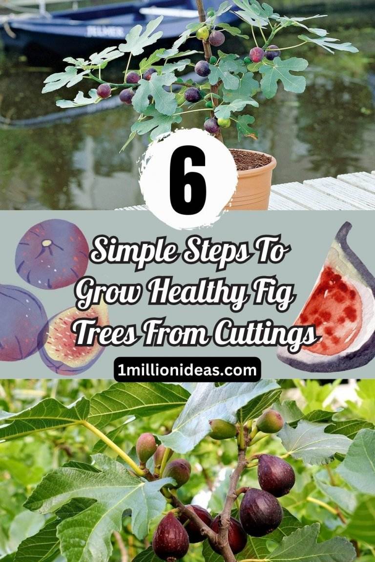 6 Simple Steps To Grow Healthy Fig Trees From Cuttings