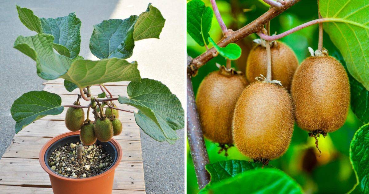 10 Guided Steps To Successfully Grow Kiwi In A Pot