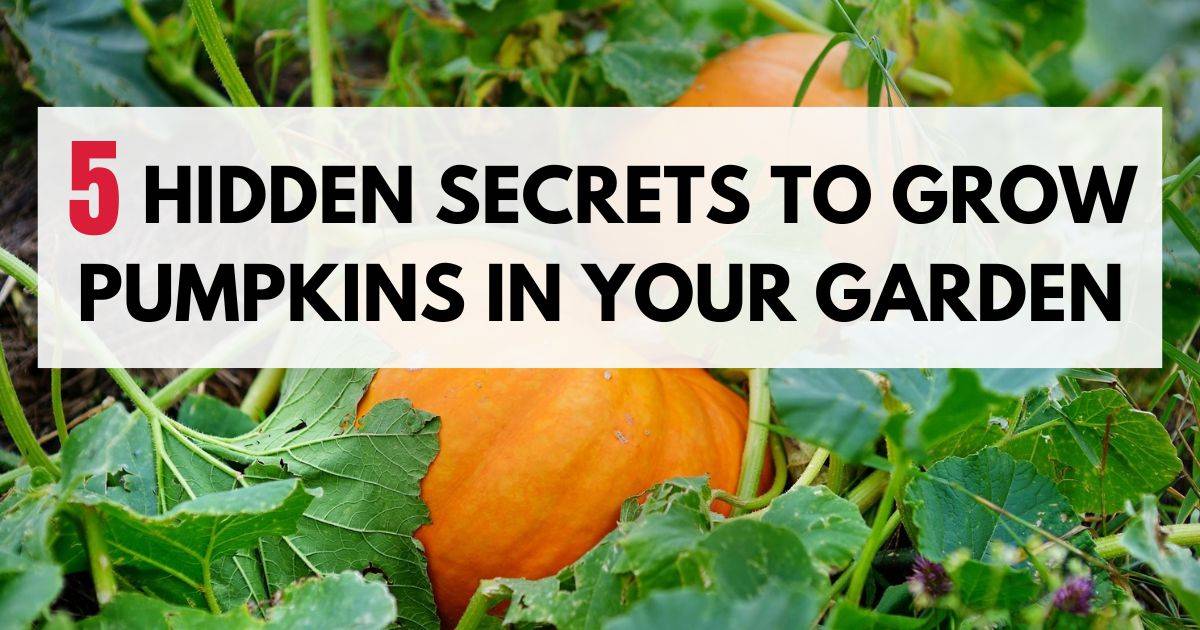 5 Hidden Secrets To Grow Perfect Pumpkins In Your Garden
