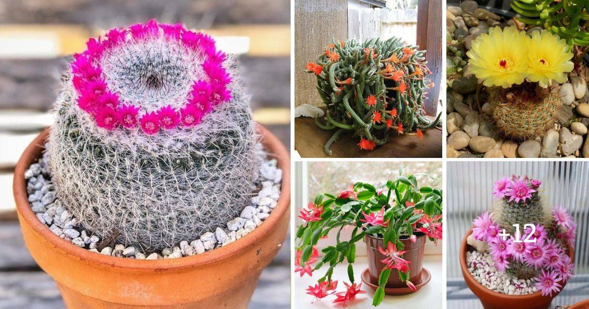 17 Beautiful Flowering Cactus That Will Brighten Up Your Space And Mood