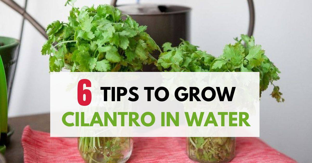 6 Tips To Grow An Endless Harvest Of Cilantro In Water