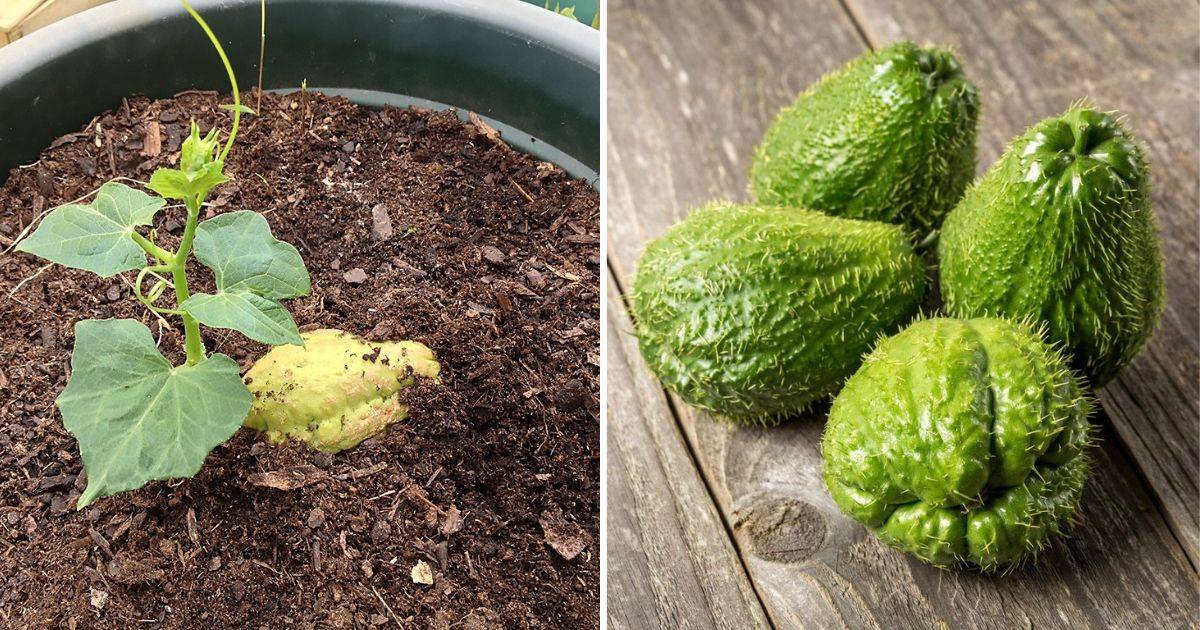 4 Secrets To Grow Chayote In Containers Like A Pro