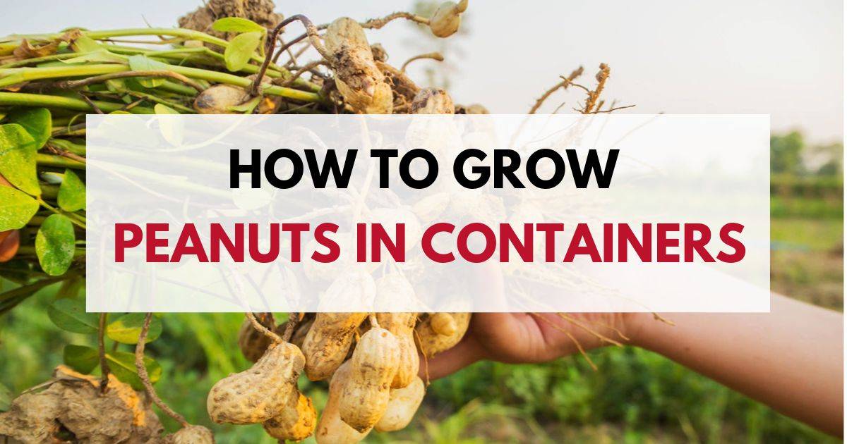 Peanuts In Pots: How To Grow Your Own Snack In A Container