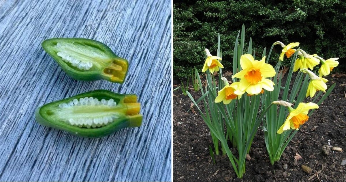 7 Surprisingly Easy Steps To Grow Daffodils From Seeds