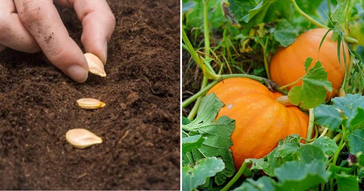 7 Surprisingly Easy Steps To Grow Daffodils From Seeds