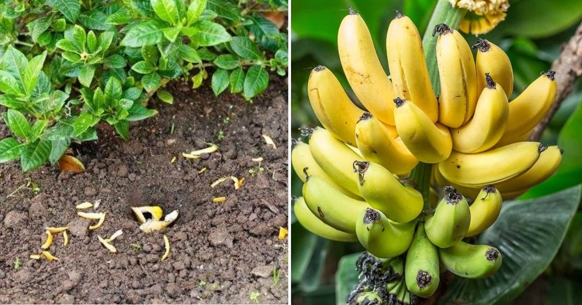 8 Reasons Why Bananas Are The Best Thing For Your Garden