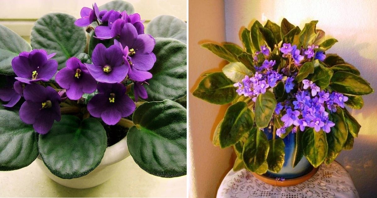 10 Tips To Keep Your African Violet Bloom All Year Round