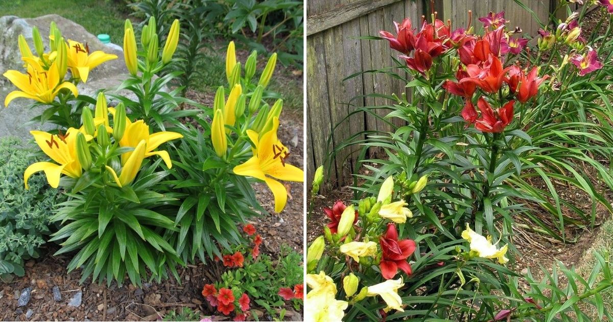 How To Grow Lilies From Seeds: A Step-by-Step Tutorial
