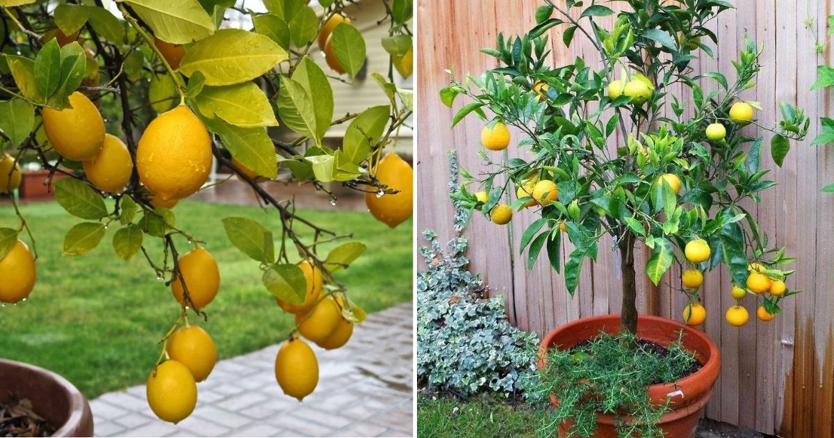 How To Grow Lemon Trees In Pots: Planting, Care, And Harvesting
