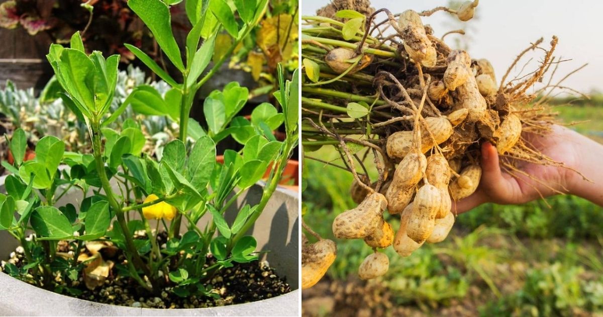 Peanuts In Pots: How To Grow Your Own Snack In A Container