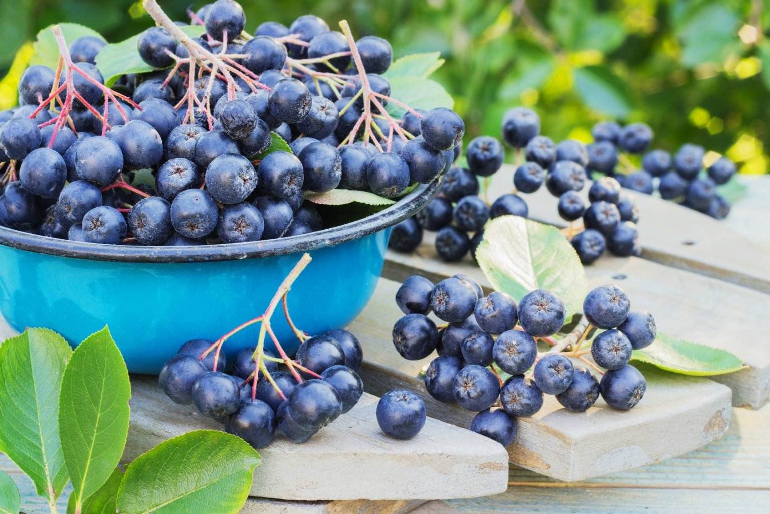4 Things You Should Know Before Growing Blueberries In Pots
