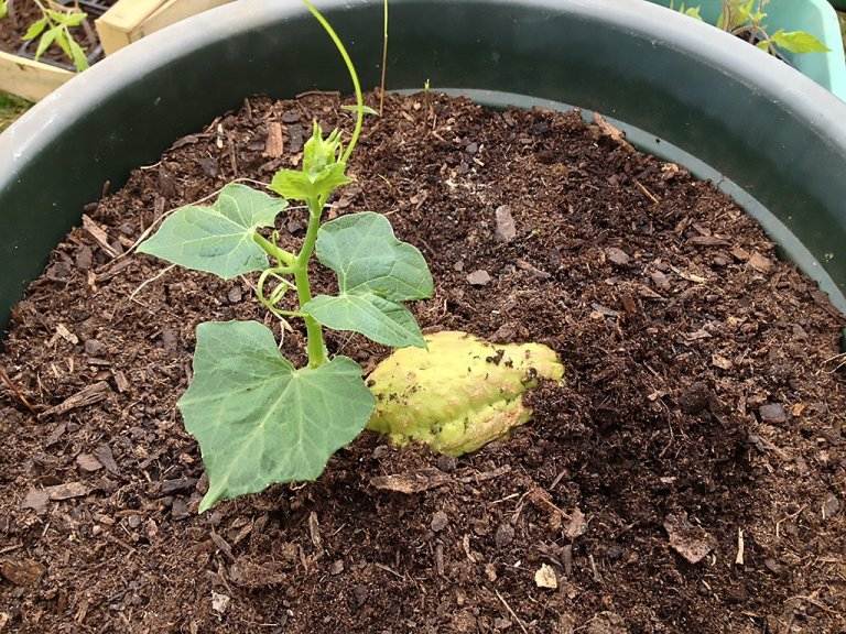 4 Secrets To Grow Chayote In Containers Like A Pro