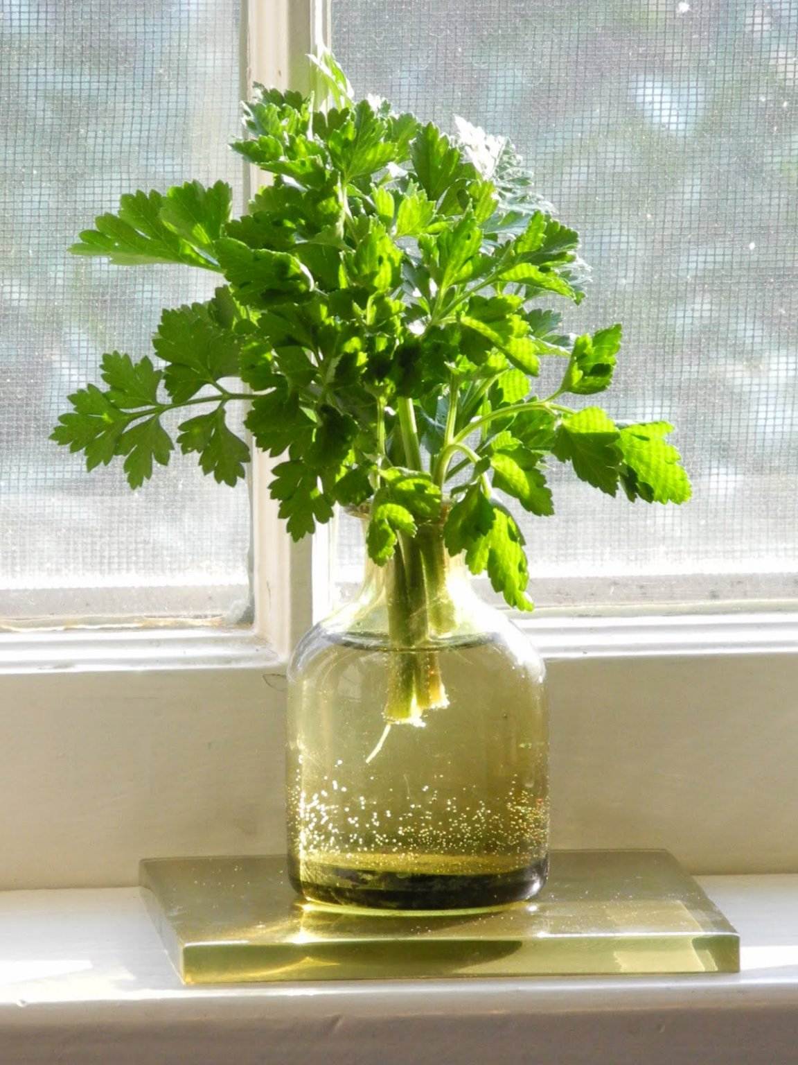 6 Tips To Grow An Endless Harvest Of Cilantro In Water