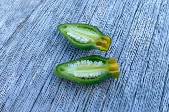 7 Surprisingly Easy Steps To Grow Daffodils From Seeds