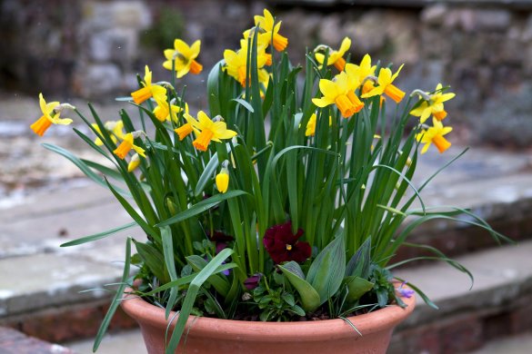 7 Surprisingly Easy Steps To Grow Daffodils From Seeds