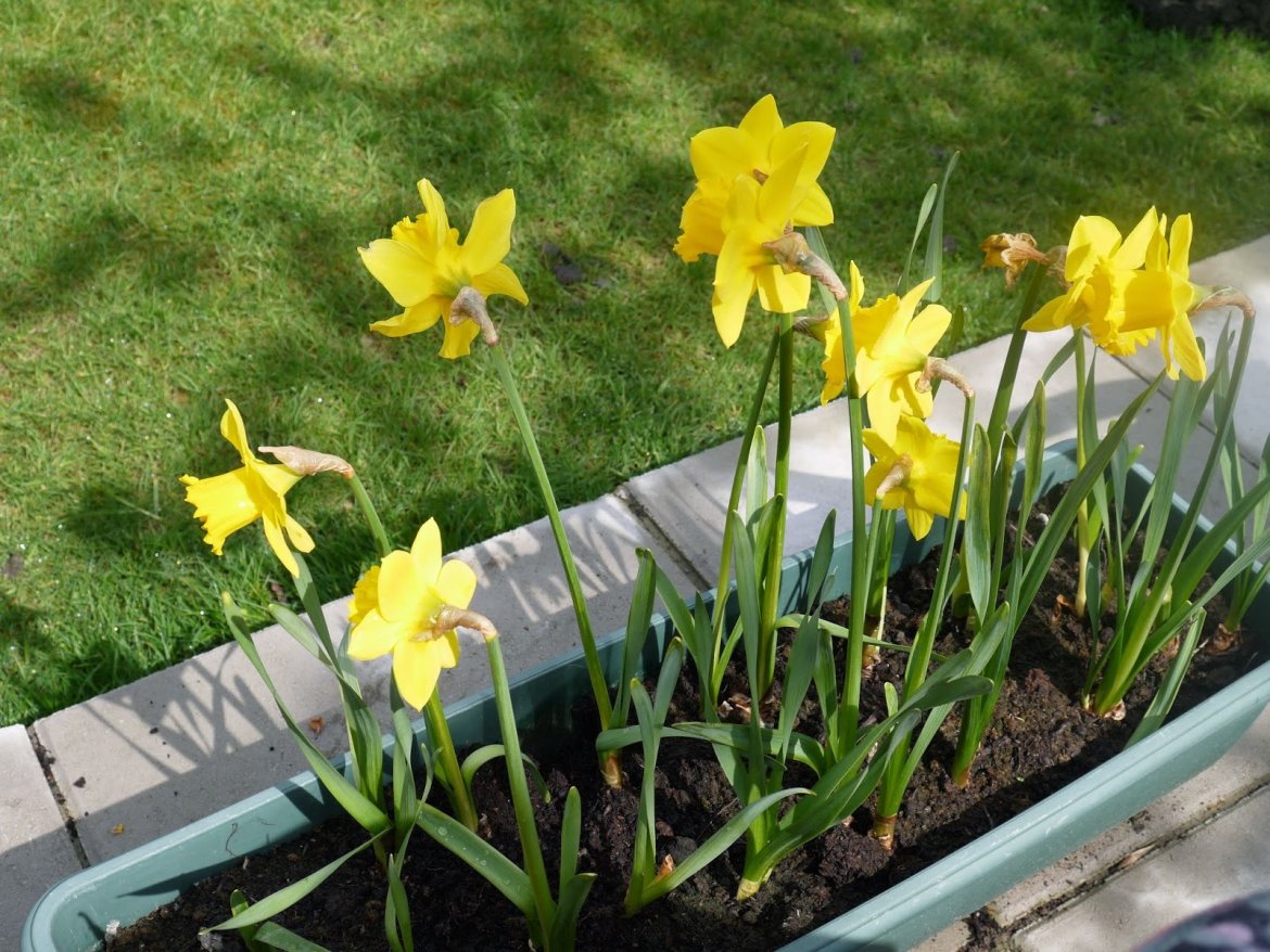 7 Surprisingly Easy Steps To Grow Daffodils From Seeds