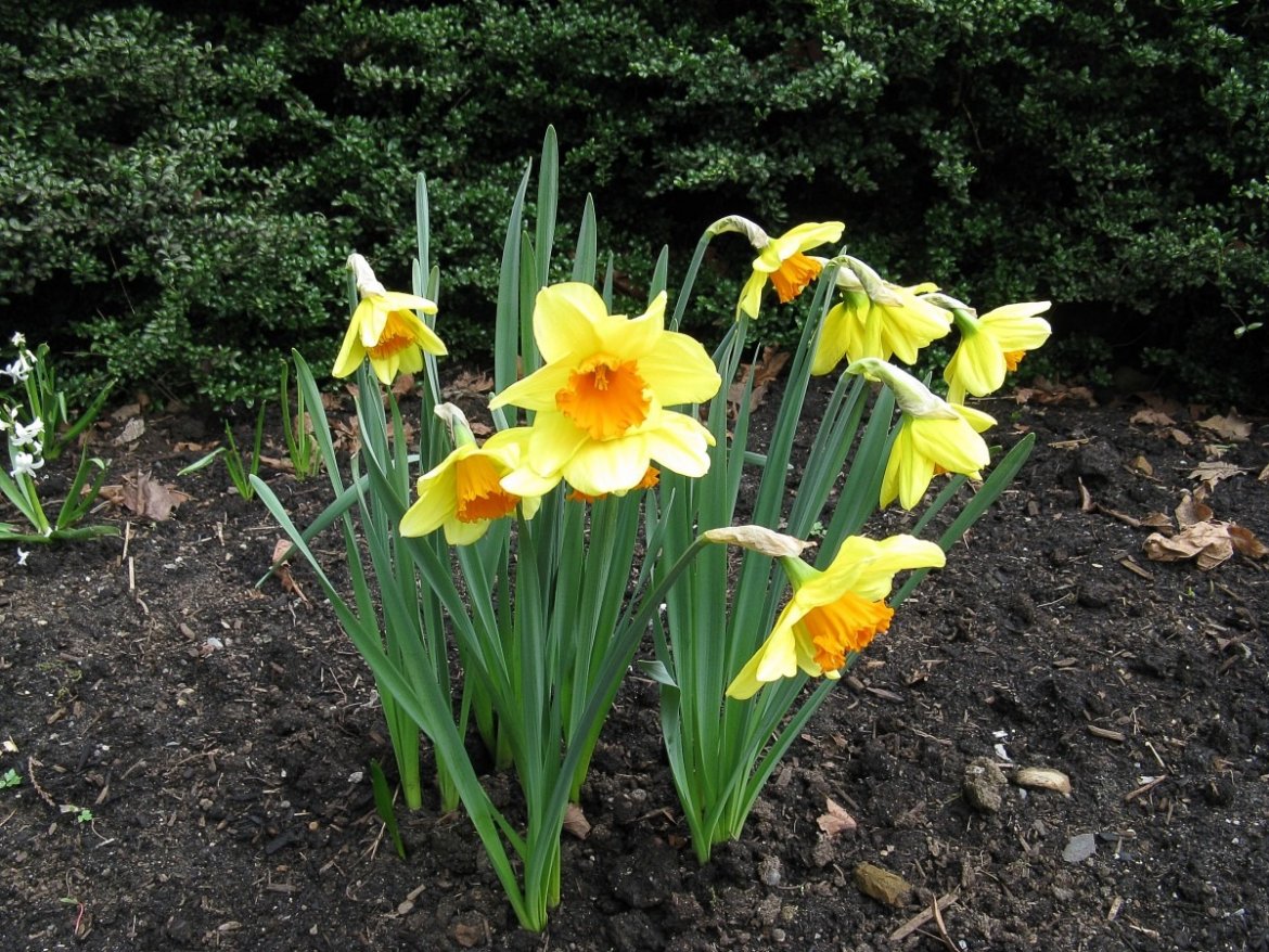 7 Surprisingly Easy Steps To Grow Daffodils From Seeds