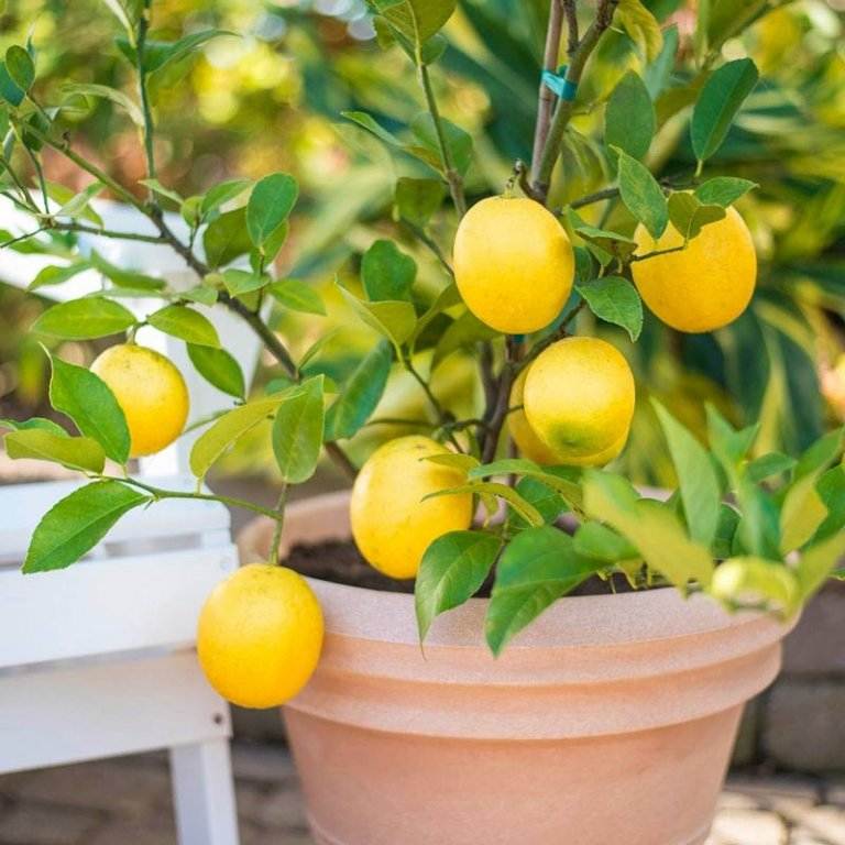 How To Grow Lemon Trees In Pots: Planting, Care, And Harvesting