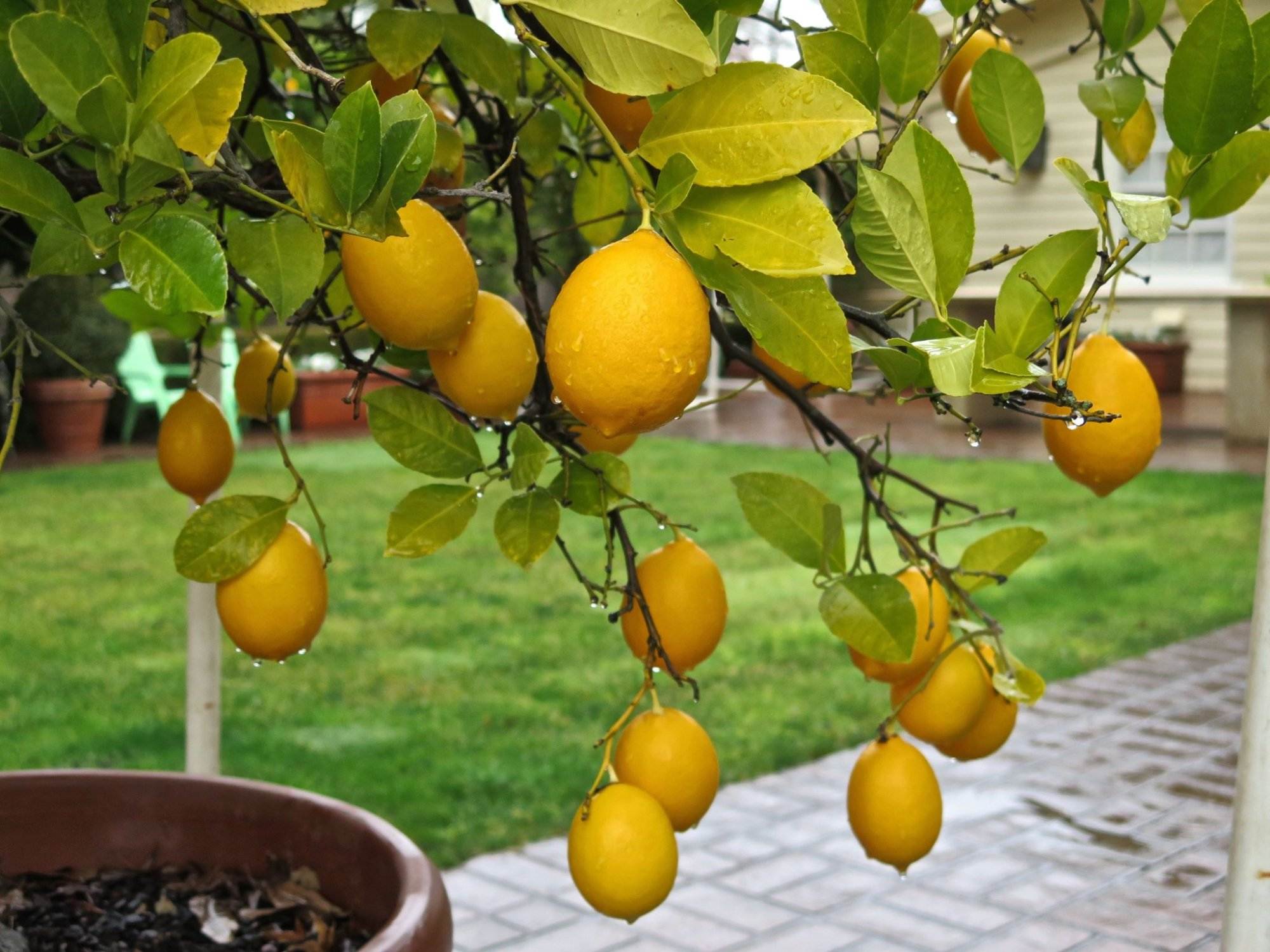 How To Grow Lemon Trees In Pots: Planting, Care, And Harvesting
