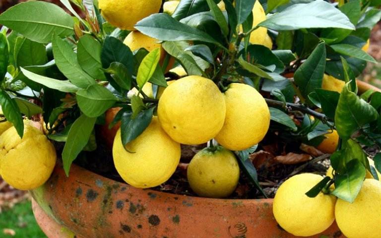 How To Grow Lemon Trees In Pots: Planting, Care, And Harvesting