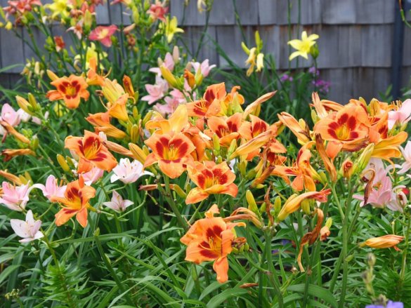 How To Grow Lilies From Seeds: A Step-by-Step Tutorial