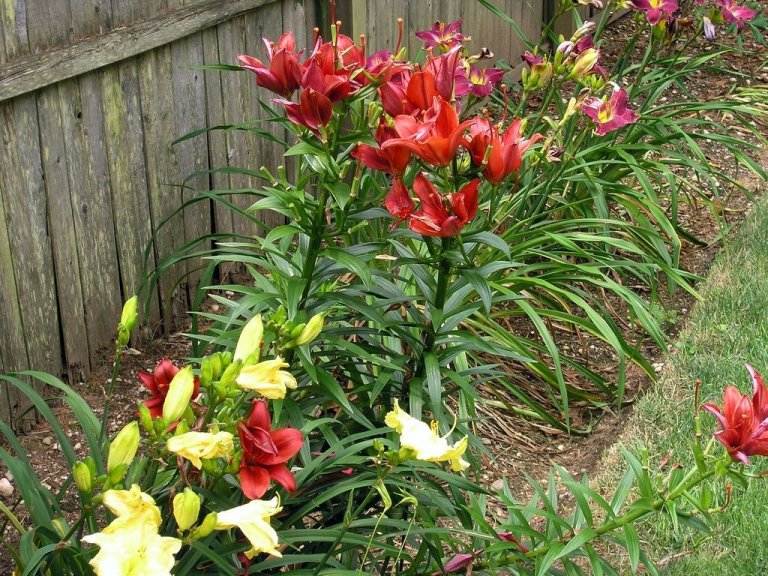 How To Grow Lilies From Seeds: A Step-by-Step Tutorial