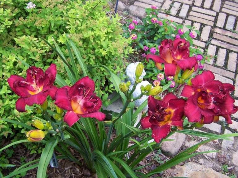 How To Grow Lilies From Seeds: A Step-by-Step Tutorial