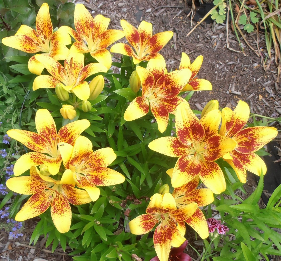 How To Grow Lilies From Seeds: A Step-by-Step Tutorial