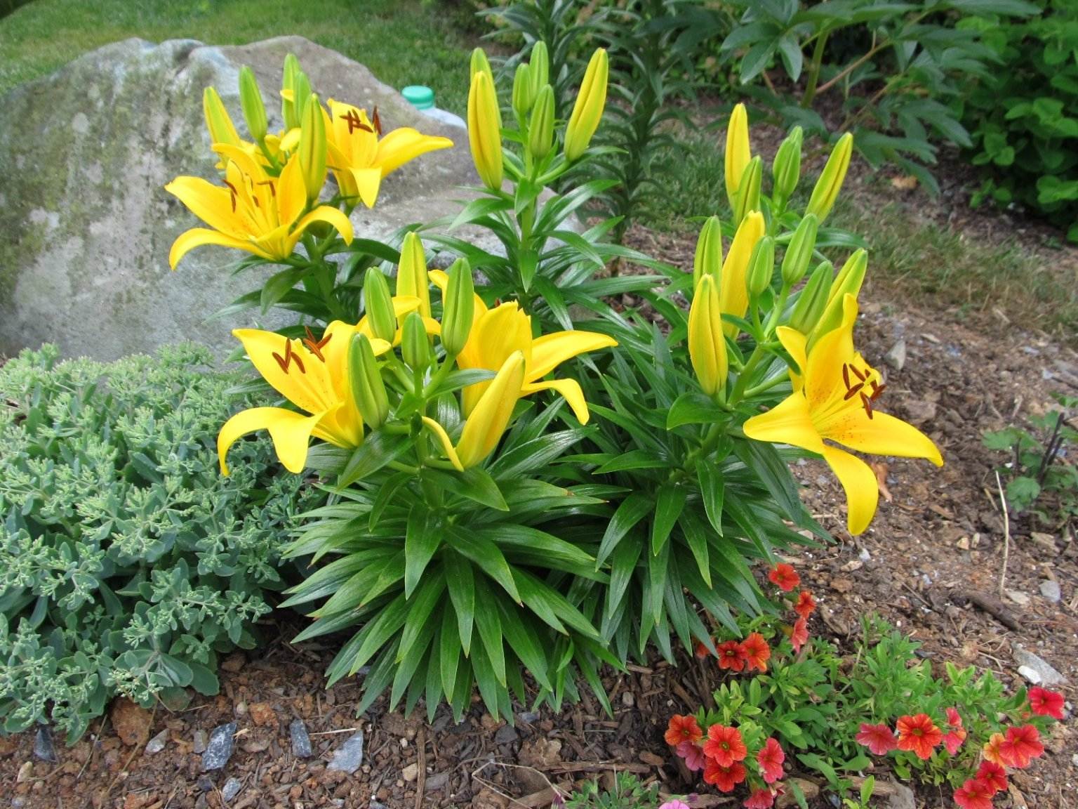How To Grow Lilies From Seeds: A Step-by-Step Tutorial
