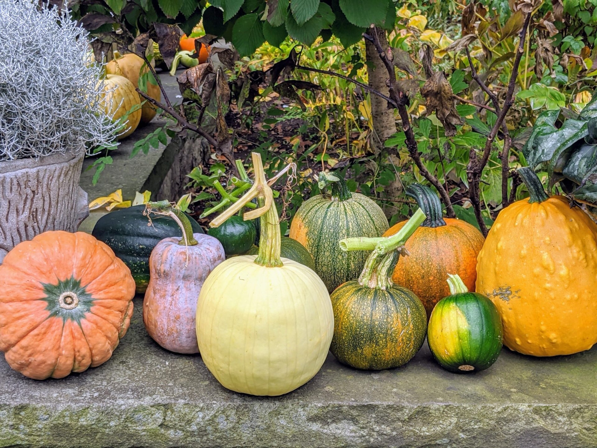 5 Hidden Secrets To Grow Perfect Pumpkins In Your Garden