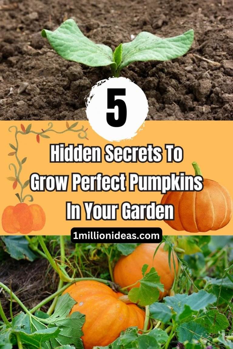 5 Hidden Secrets To Grow Perfect Pumpkins In Your Garden