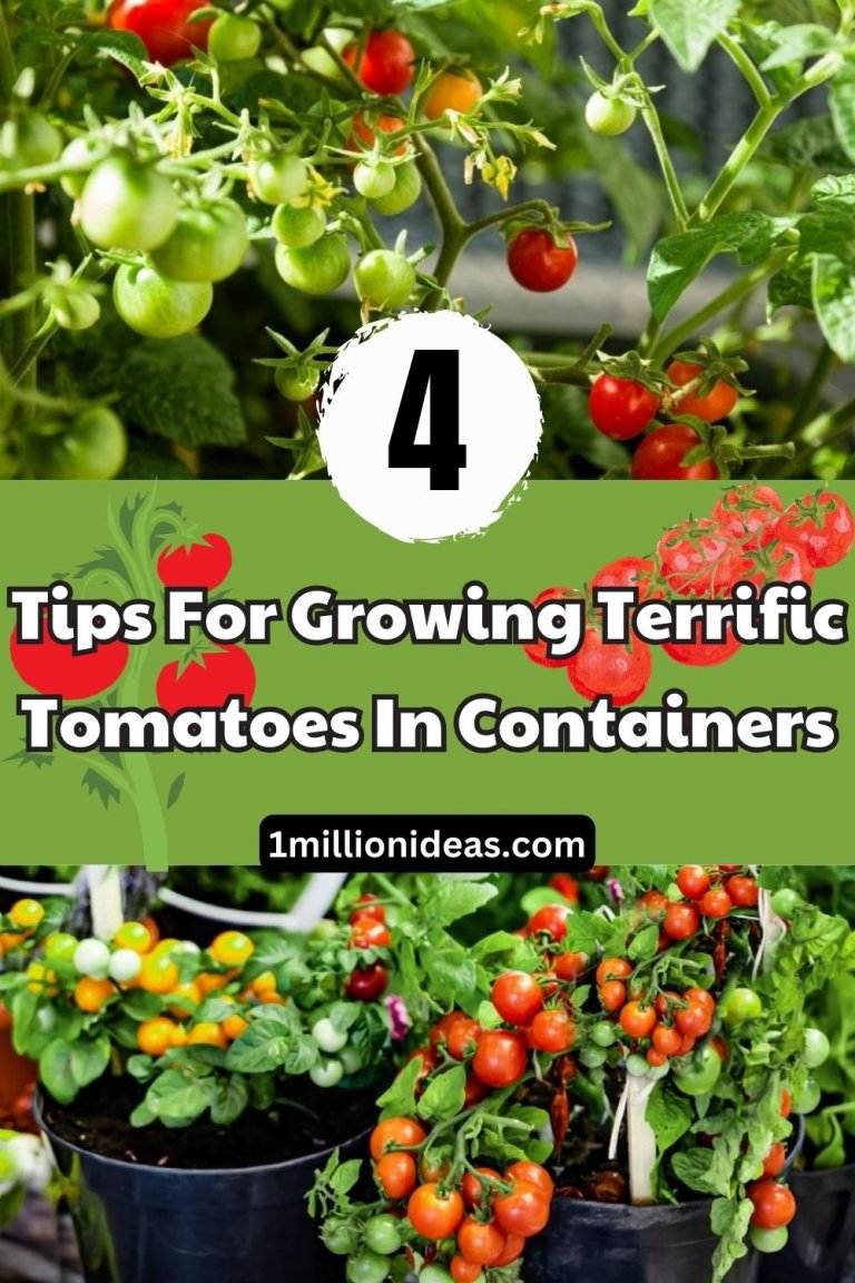 4 Tips For Growing Terrific Tomatoes In Containers