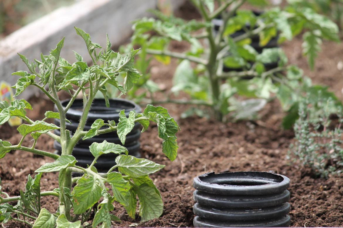 4 Tips For Growing Terrific Tomatoes In Containers
