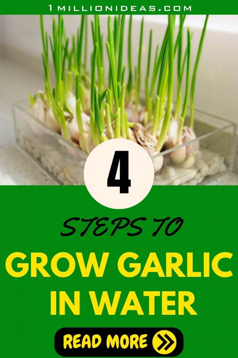 4 Steps To Growing Healthy And Flavorful Garlic In Water