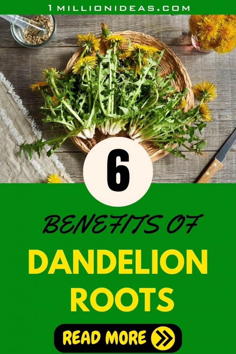 6 Amazing Benefits Of Dandelion Roots For Your Garden And Your Body