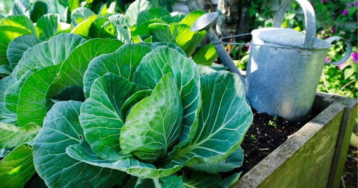 How To Grow Cabbage In A Container With Minimal Space And Effort