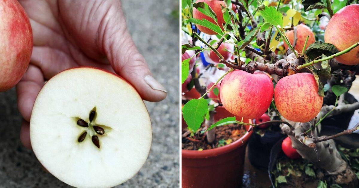 How To Grow Apple Trees From Seeds: Tips And Tricks For Success