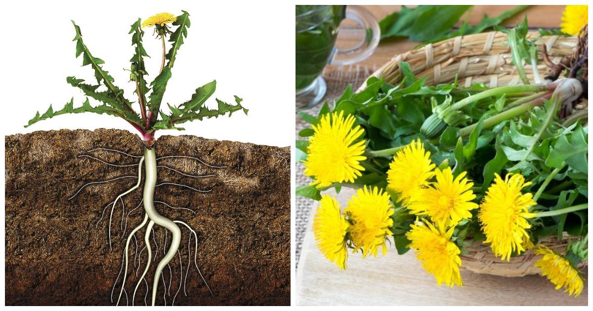 10 Best Nutritious Edible Weeds In The Garden